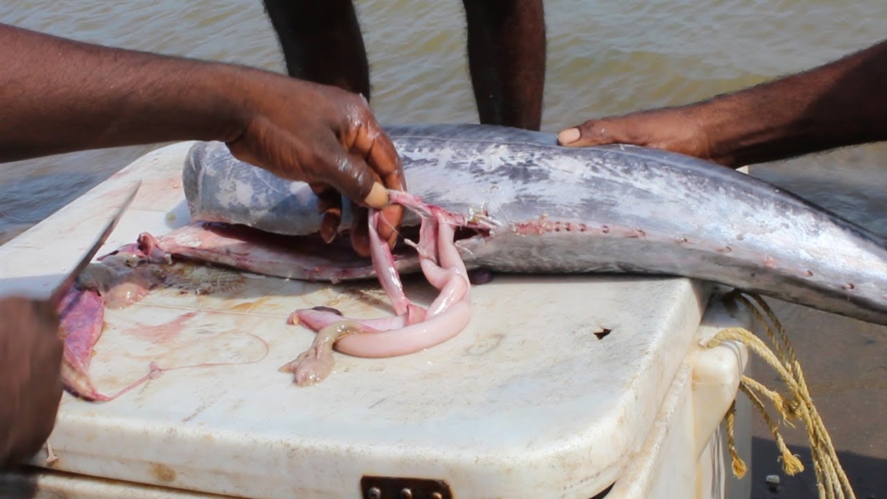 Great Fish Cutting Skills || Kona Fish - YouTube