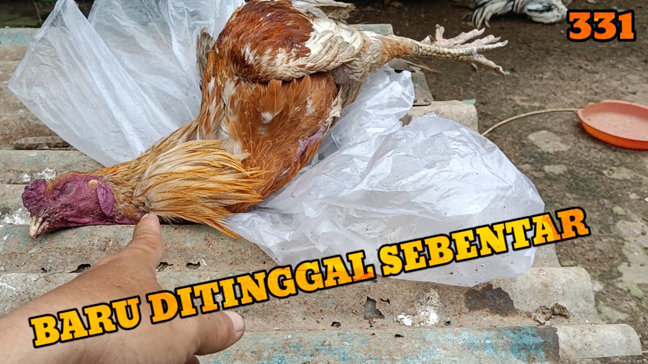 PENYEBAB AYAM MATI MENDADAK KETIKA DIUMBAR - YouTube