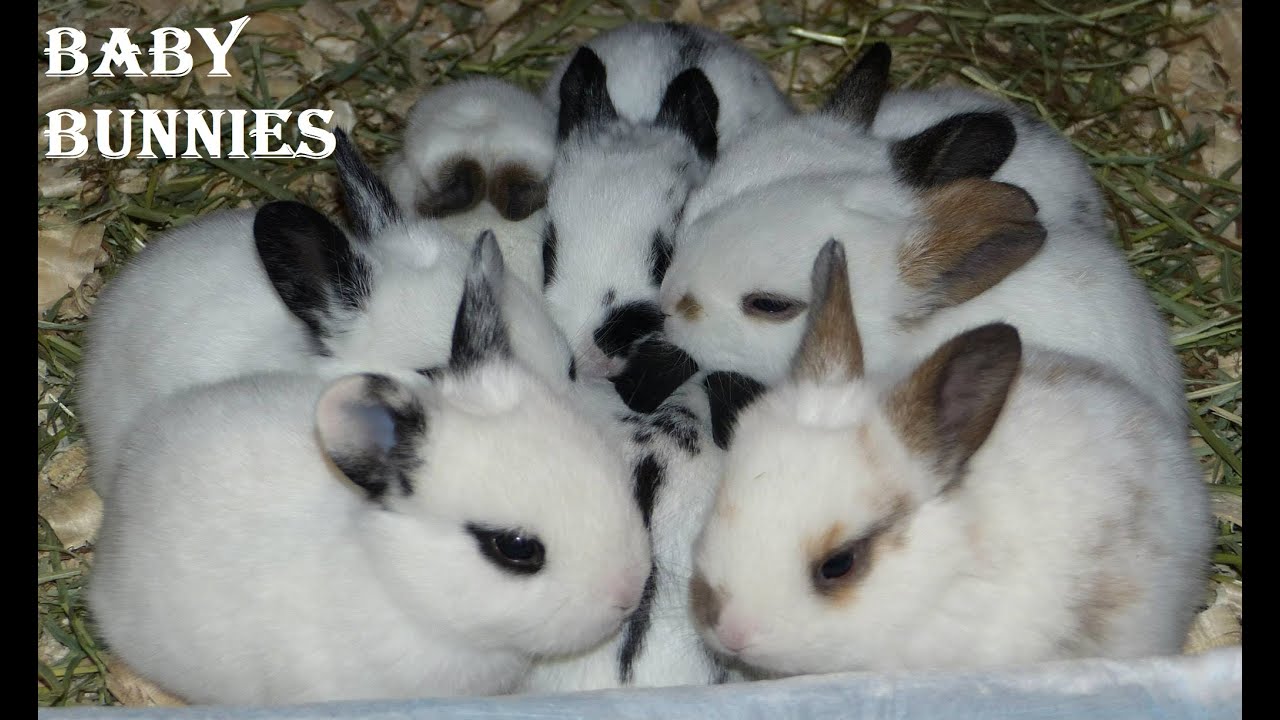 16-Day-Old Baby Bunnies - YouTube