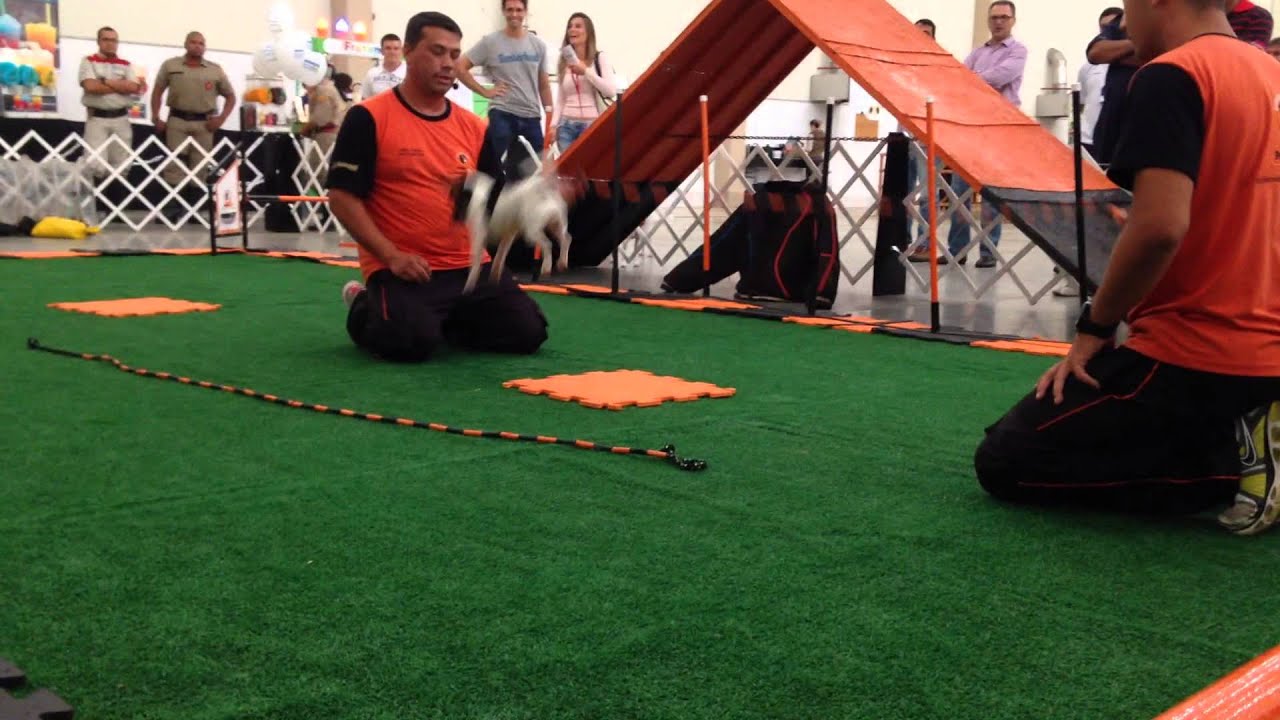 Perfect Dog Pet Fair Teca pula corda - YouTube