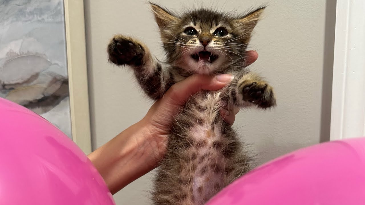 Pizza Crust the cat GENDER REVEAL!! 🍕 - YouTube