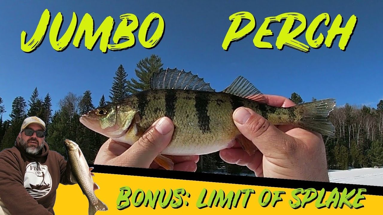 JUMBO Perch /// Late Winter /// Bonus SPLAKE action - YouTube
