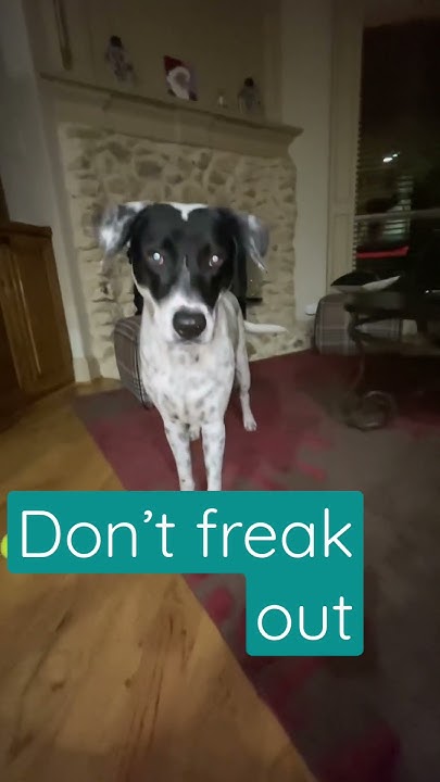 Gagging In Front Of A Catahoula Pretend Youtube