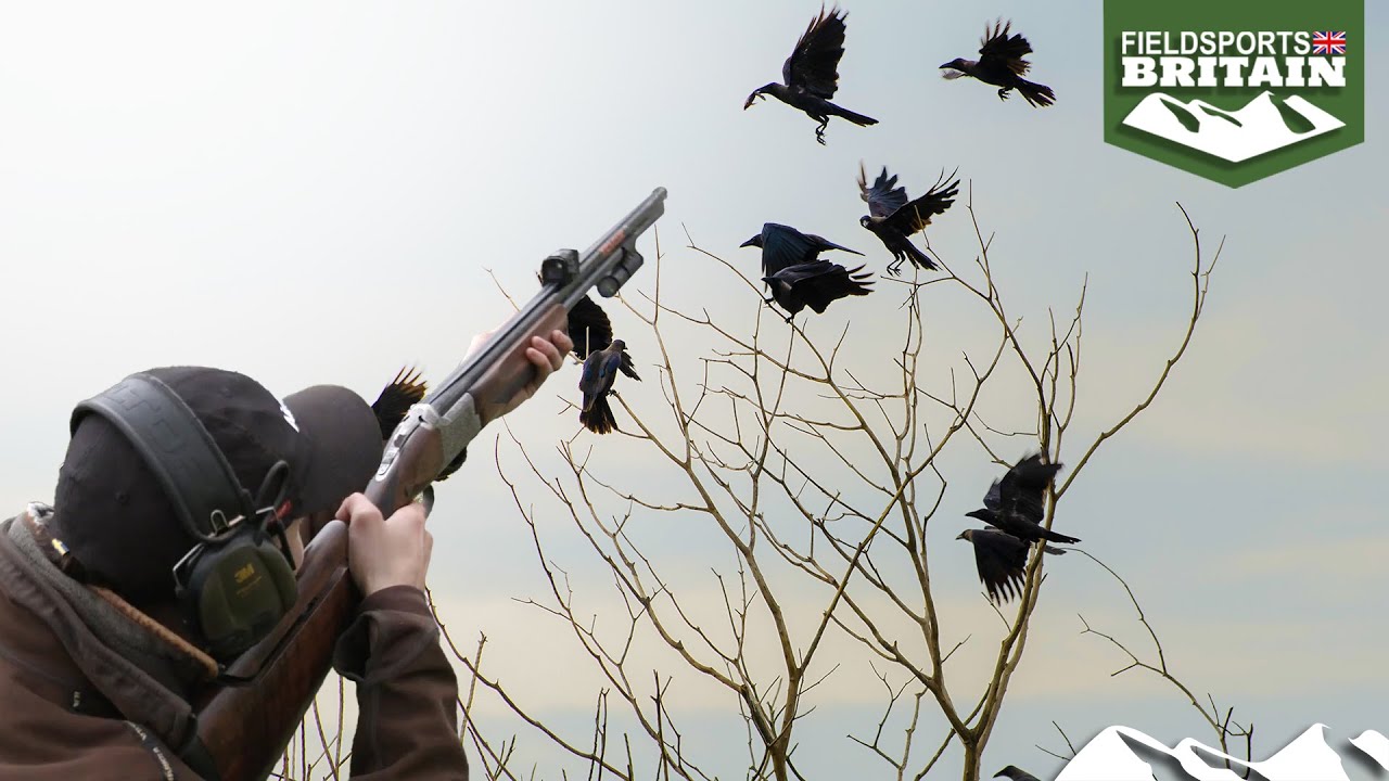 Red dot shotgun sight on crows - YouTube