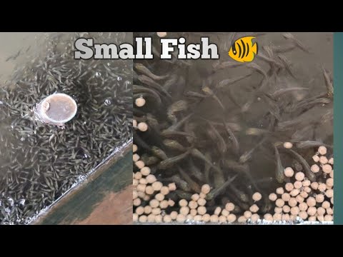 small fish Farmin at home | How fish grow | CsitMiracle | Small fish ...