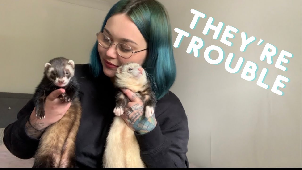 5 Reasons Ferrets Are BAD Pets - YouTube