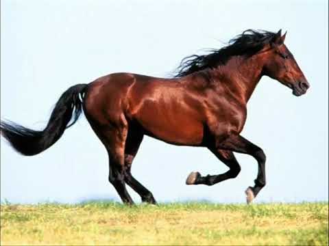 horse sounds vol 1