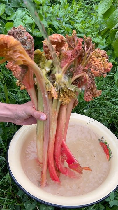 Варенье из ревень #природа #food #travel #cooking #asmr #foodie # ...