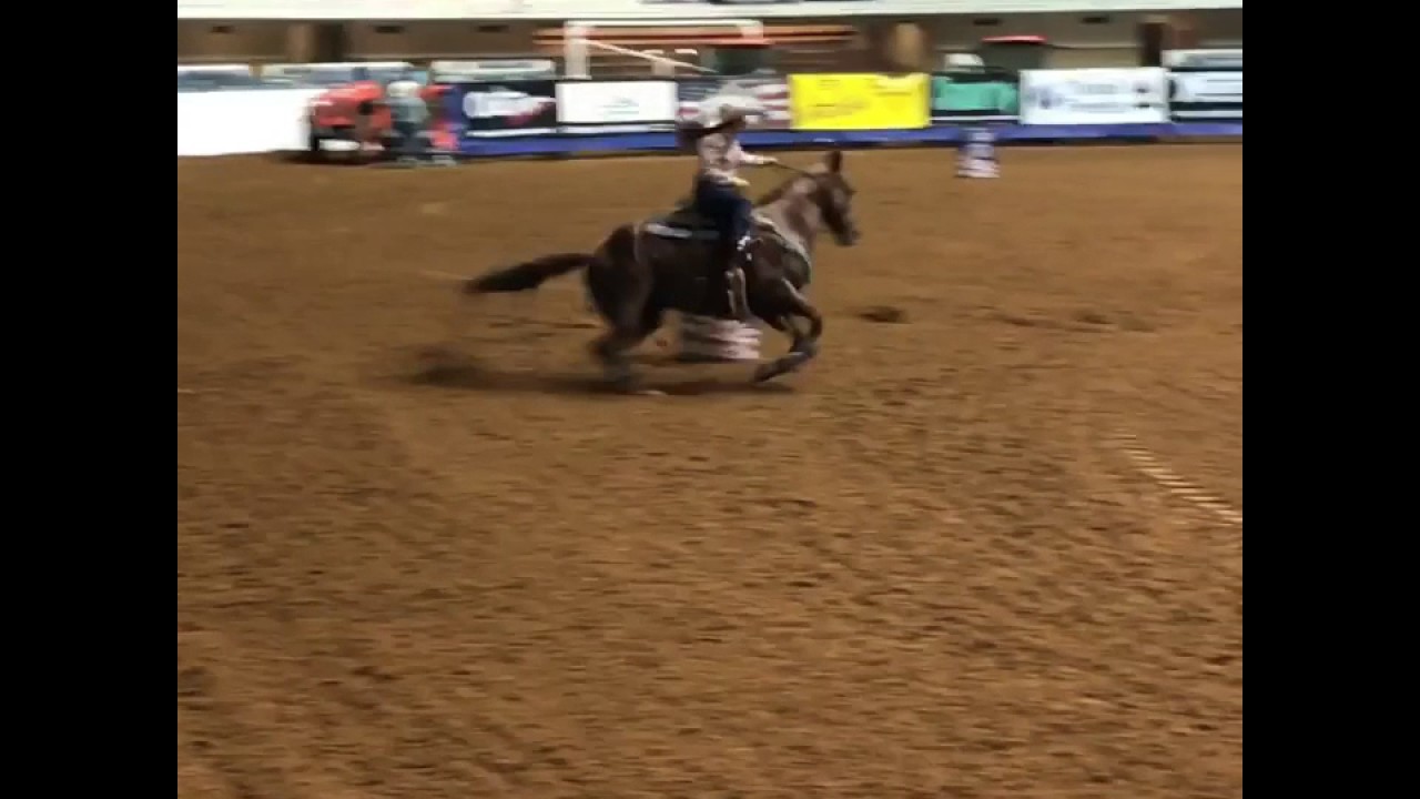 Wild About Fame running in the Patriot Young Guns Race on February 23 ...