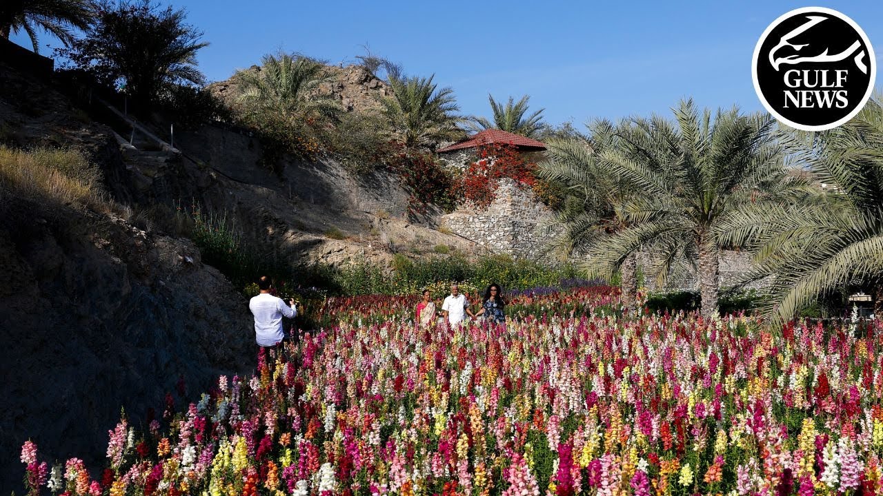 Blooming haven: Explore UAE Flower Farm in Fujairah - YouTube
