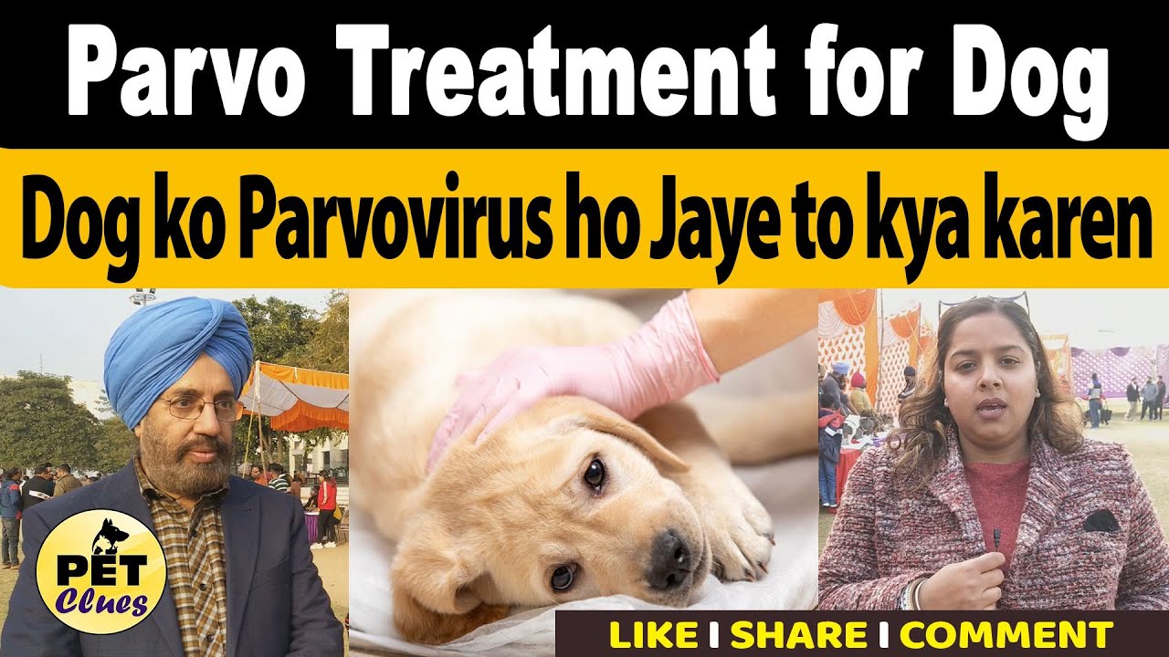 Parvo Treatment for Dog / Parvo Dog Virus treatment II Dog ko ...