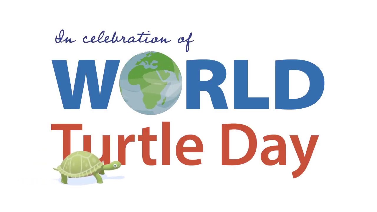 World Turtle Day 2019 - YouTube