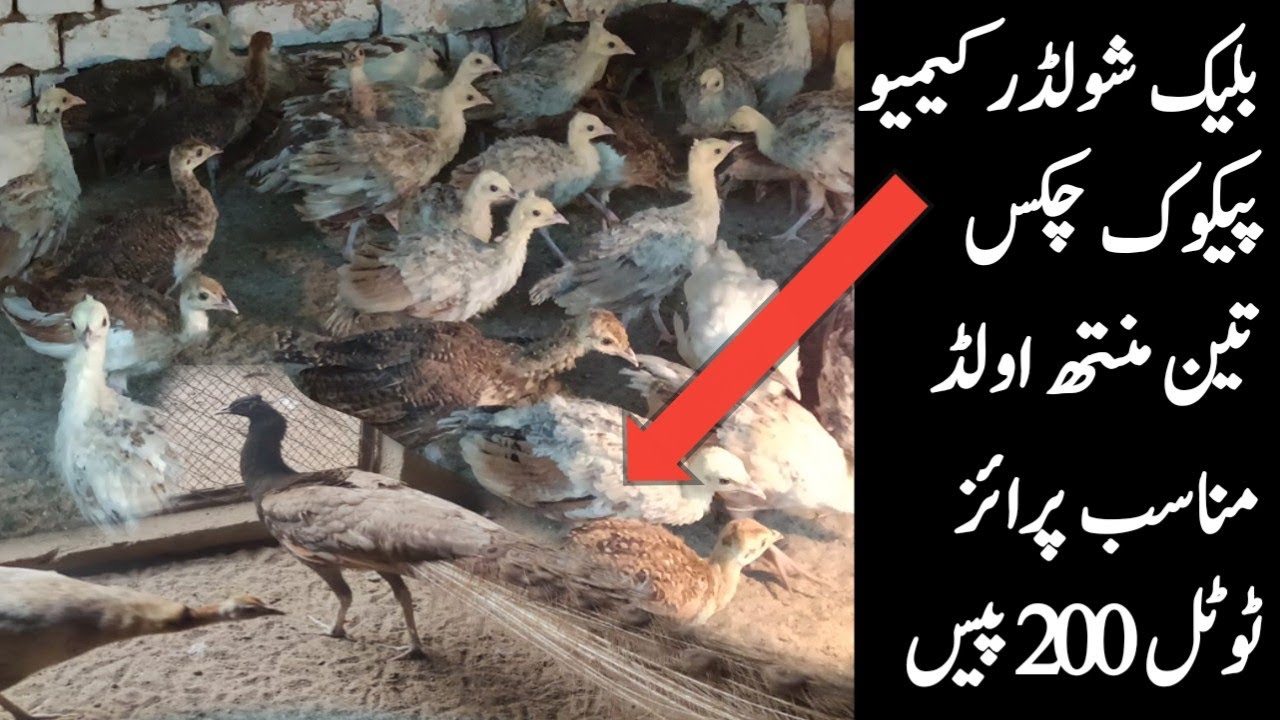 3 month peacock chicks | advance peacock farming in Pakistan | peacock ...