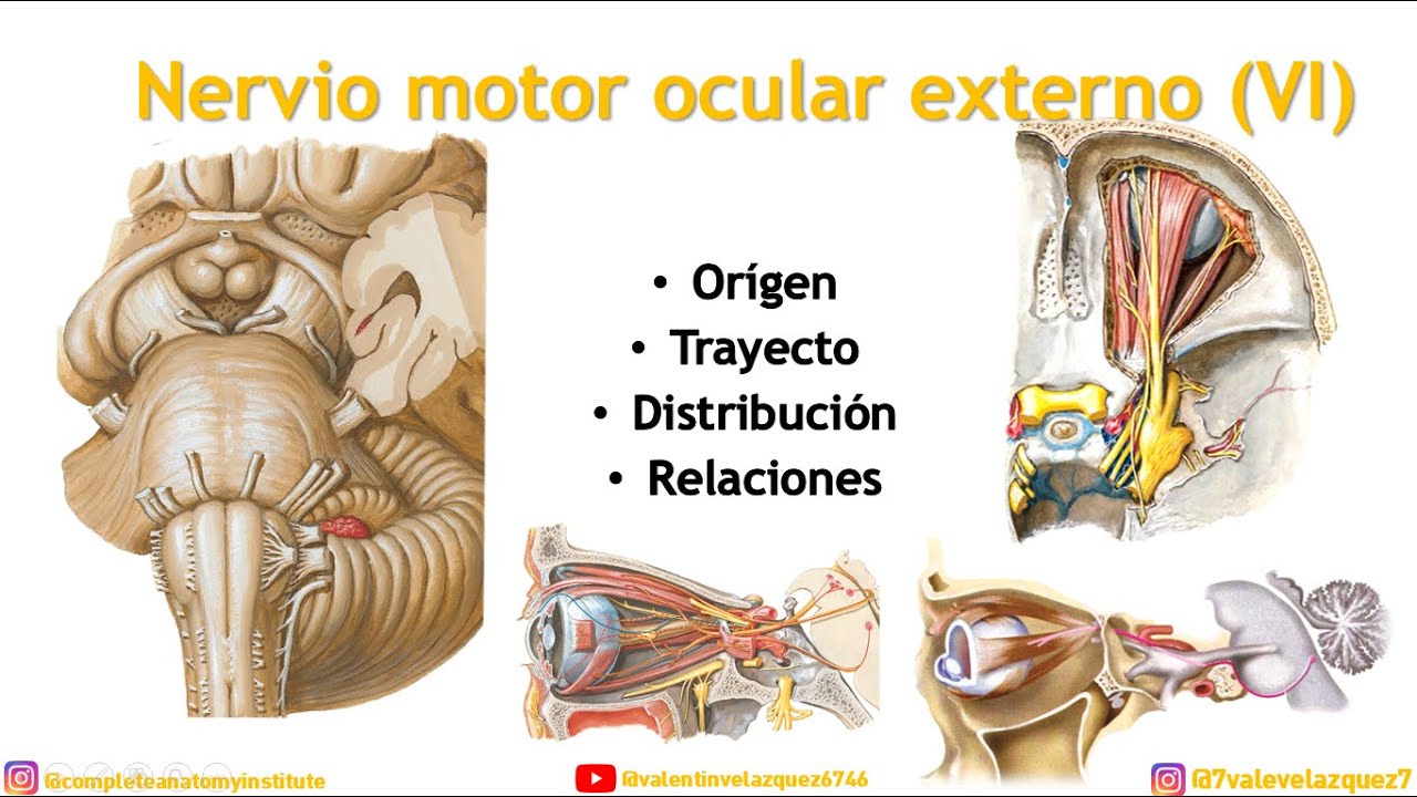 NERVIO ABDUCENS (VI) - Orígen aparente, orígen real, trayecto ...