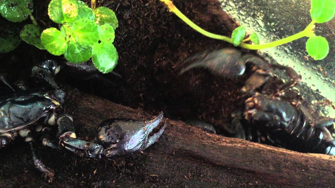 Heterometrus Petersii - giant forest scorpions setup - part 2 - YouTube
