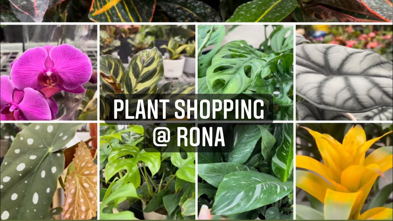 Plant shopping @ Rona (Big Box Plant Shopping) - YouTube