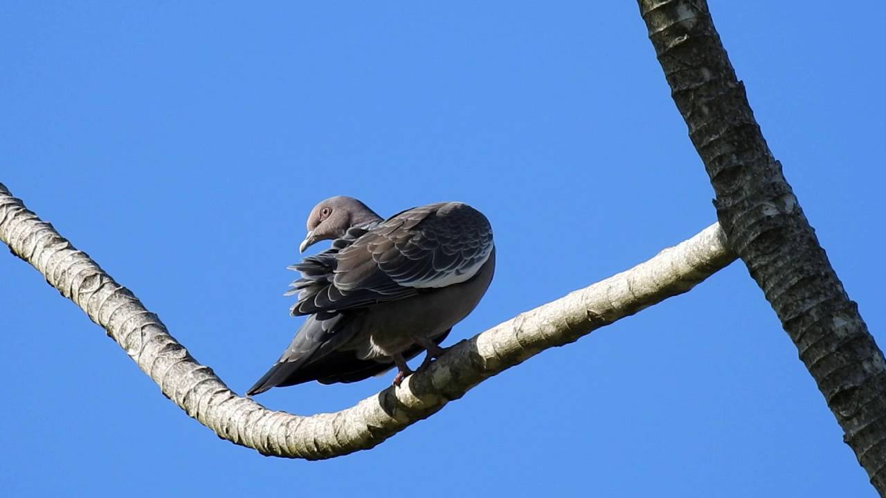 POMBA-ASA-BRANCA (PATAGIOENAS PICAZURO), PICAZURO PIGEON, POMBA-CARIJÓ ...