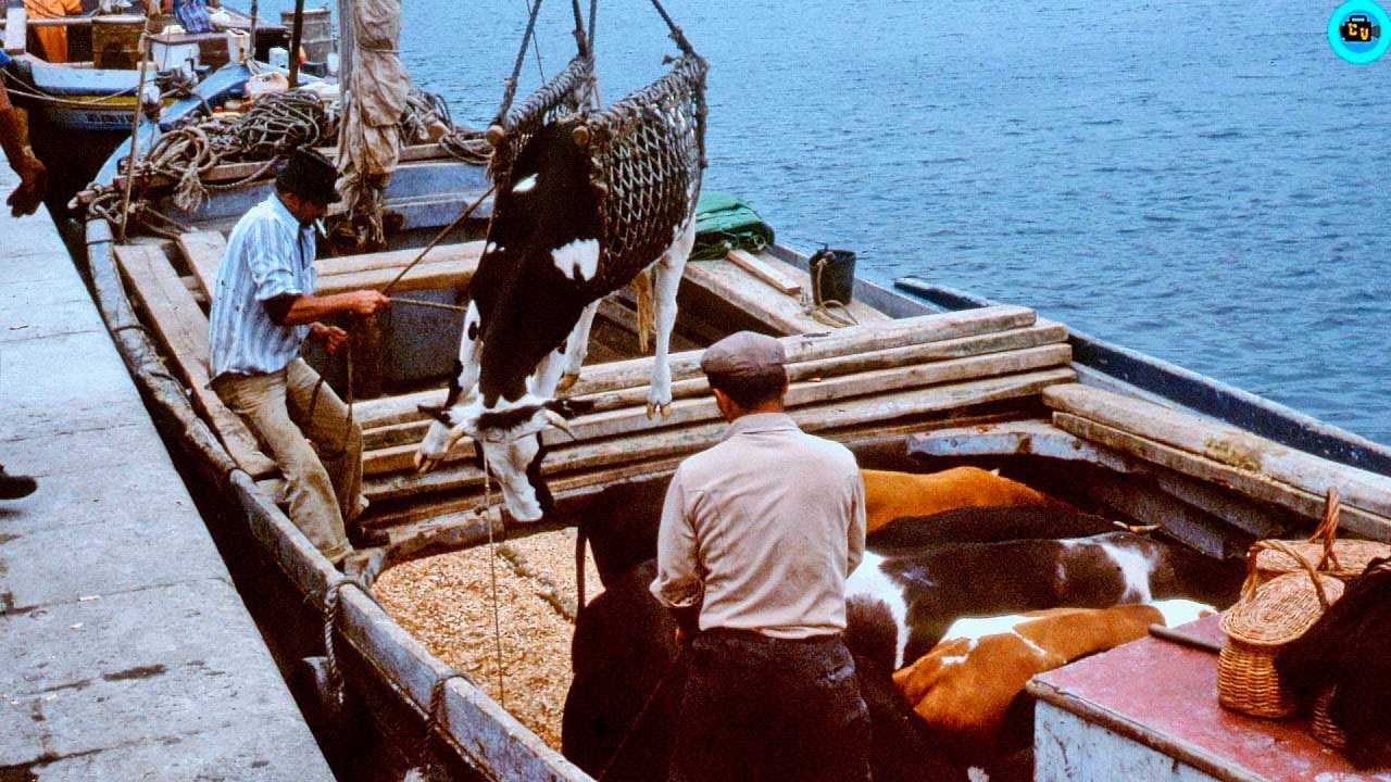 ENTRE ILHAS - (Trailer oficial PT) - YouTube