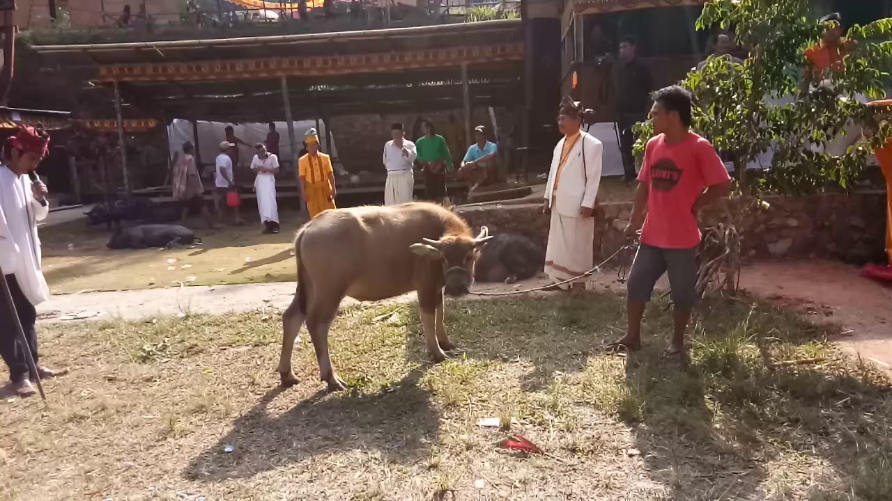 Prosesi acara Mangrara Banua Tongkonan Karapi', Lembang Buntu ...