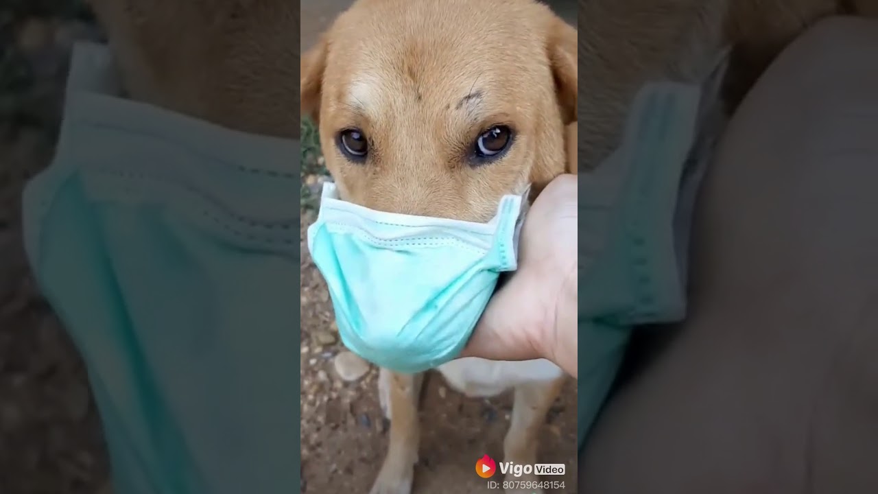 Quand un chien met un masque # When a dog puts on a mask # - YouTube