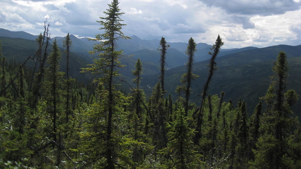 Black Spruce in Alaska's National Parks - YouTube