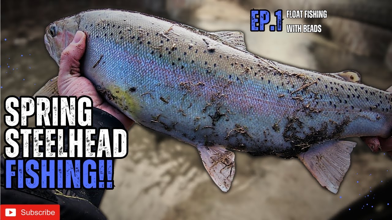 Spring STEELHEAD FISHING in Lake Ontario Tributaries! (Centerpin ...