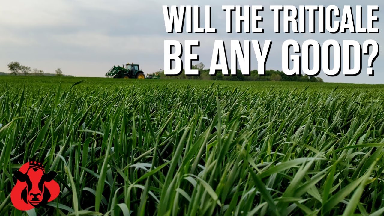 The New Air Seeder + Trying this Triticale Cow Feed | Cow Palace E81 ...