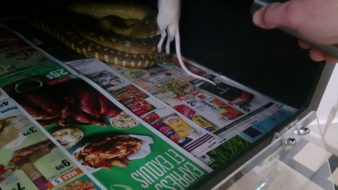 Moluccan scrub striking his pray - YouTube