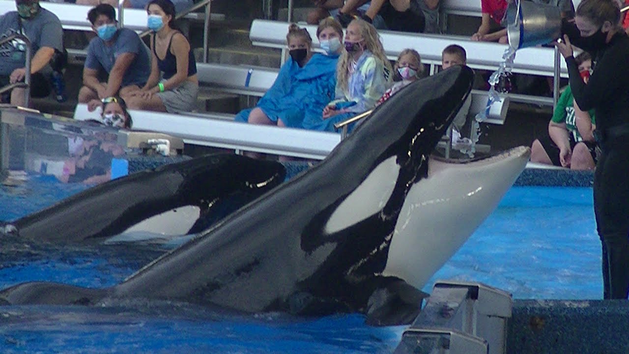 Orca Encounter (left stadium) July 18, 2020 - SeaWorld Orlando - YouTube