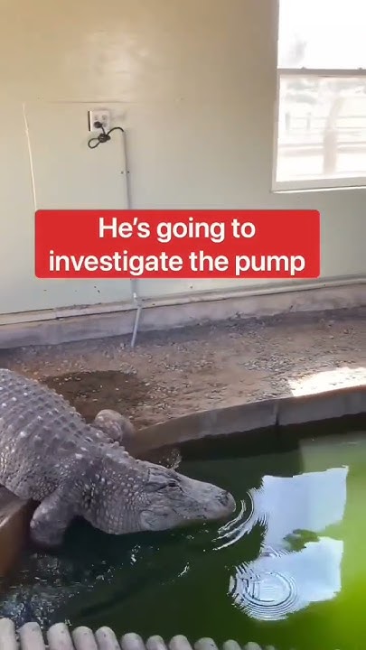 Draining Alligator Pool With Giant 🥶🐊 #alligator #shorts #trending ...