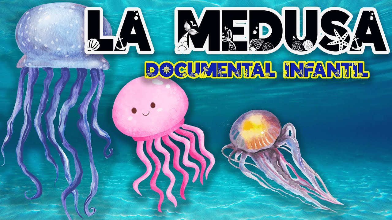 Ciclo De Vida De La Medusa De Rayas Moradas MEDUSAS MEDITERRÁNEO: