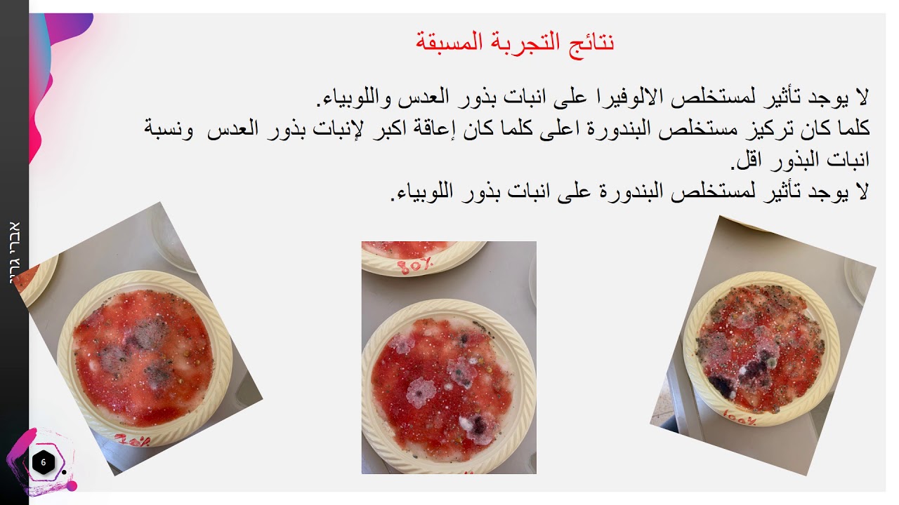 ما هو تأثير تركيز مستخلص البندورة على نسبة انبات بذور العدس؟ Youtube