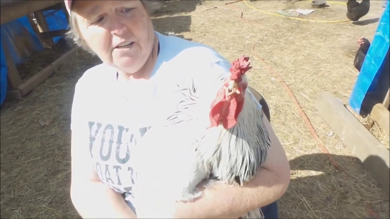 Removing rooster talons - YouTube