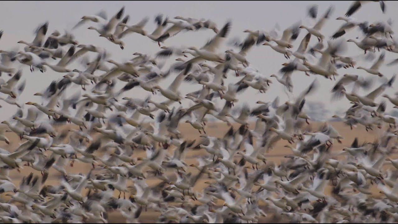 THOUSANDS of Snow Geese (Wildlife Migration) - YouTube