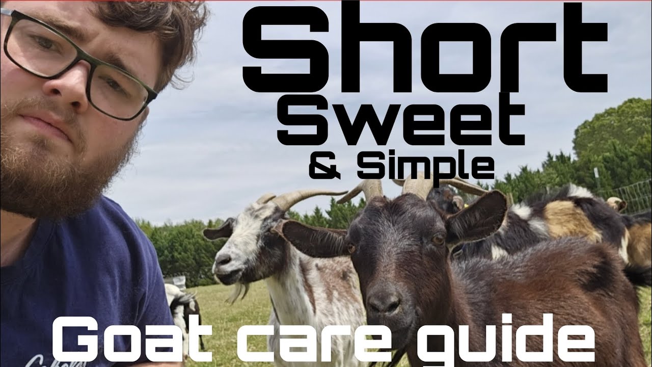 Basic goat care guide for beginners. - YouTube