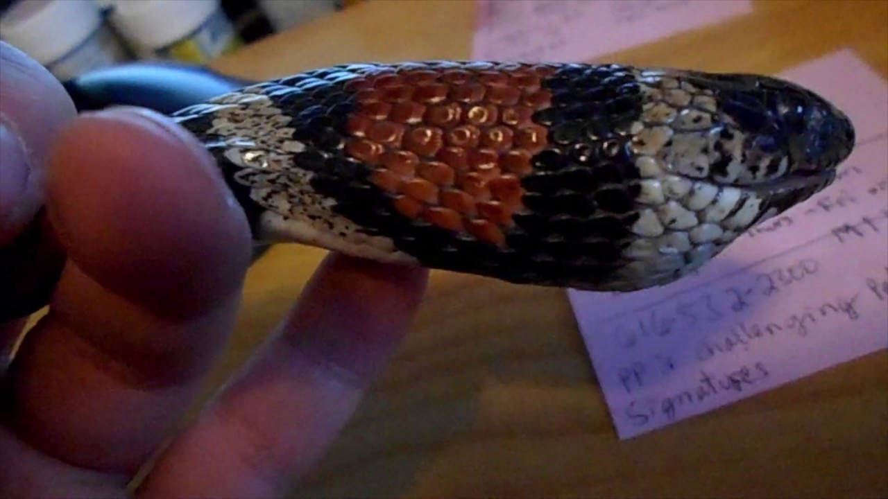 Pepe the King Snake gets a sore throat treatment for an upper ...
