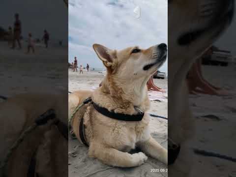 #funnyvideo #funny #shortvideo #arturito #respiration #respiración