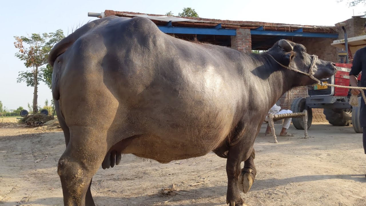 beautiful neeli Ravi buffalo for sale in Pakistan on YouTube Anmol ...