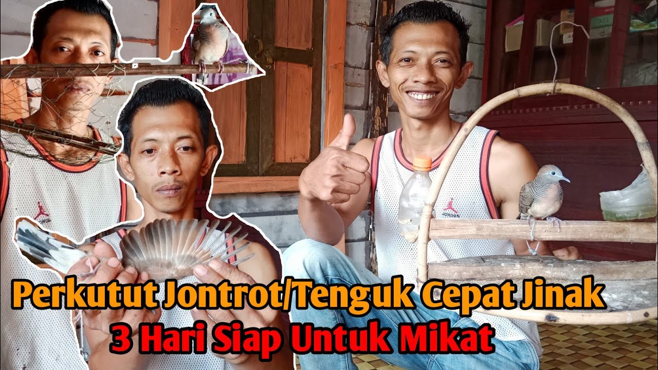 Rahasia Dan Tips Perkutut Jontrot /Tenguk Cepat Jinak Untuk Mikat - YouTube