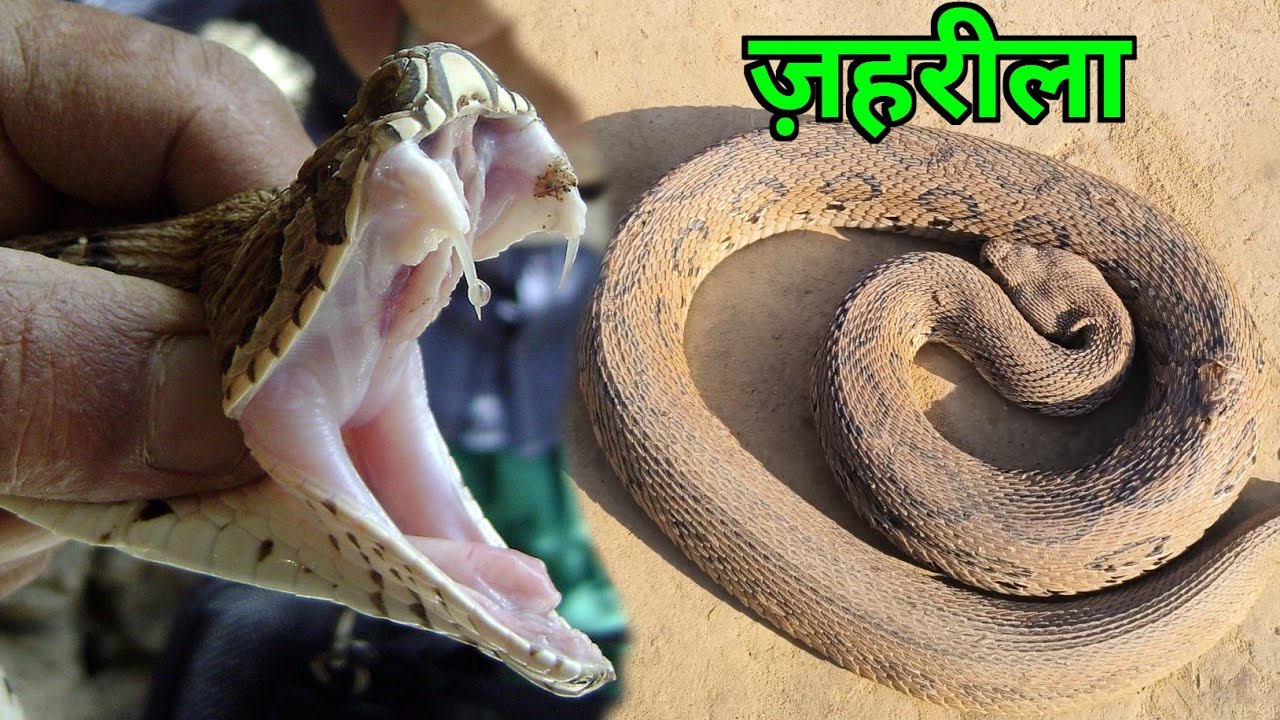 बाप रे 😱 भारत के सबसे जहरीला सांप घर के अंदर कई दिनों से रहता था ...