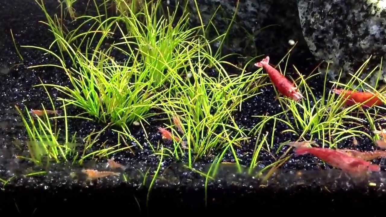 Red Cherry Shrimp Colony - YouTube
