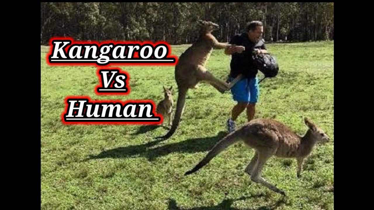 Human and Kangaroo love - YouTube