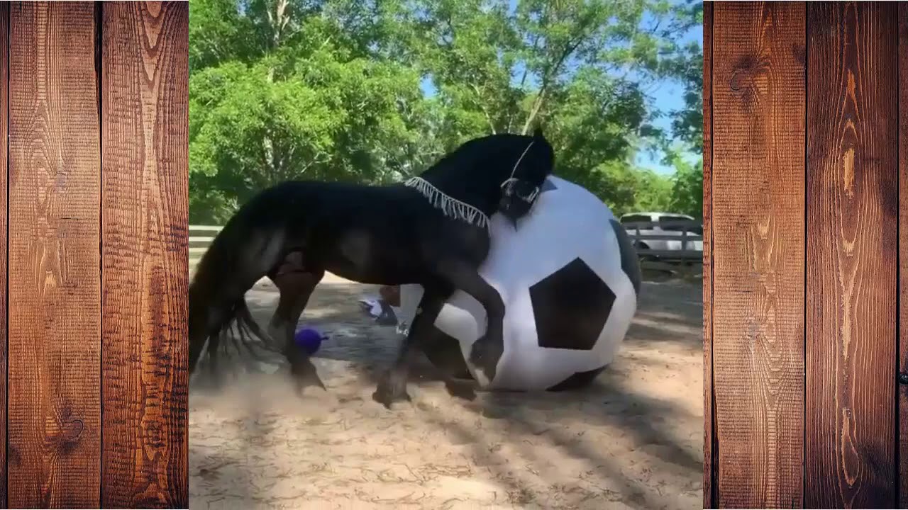 Hermoso CABALLO Jugando Pelota - YouTube