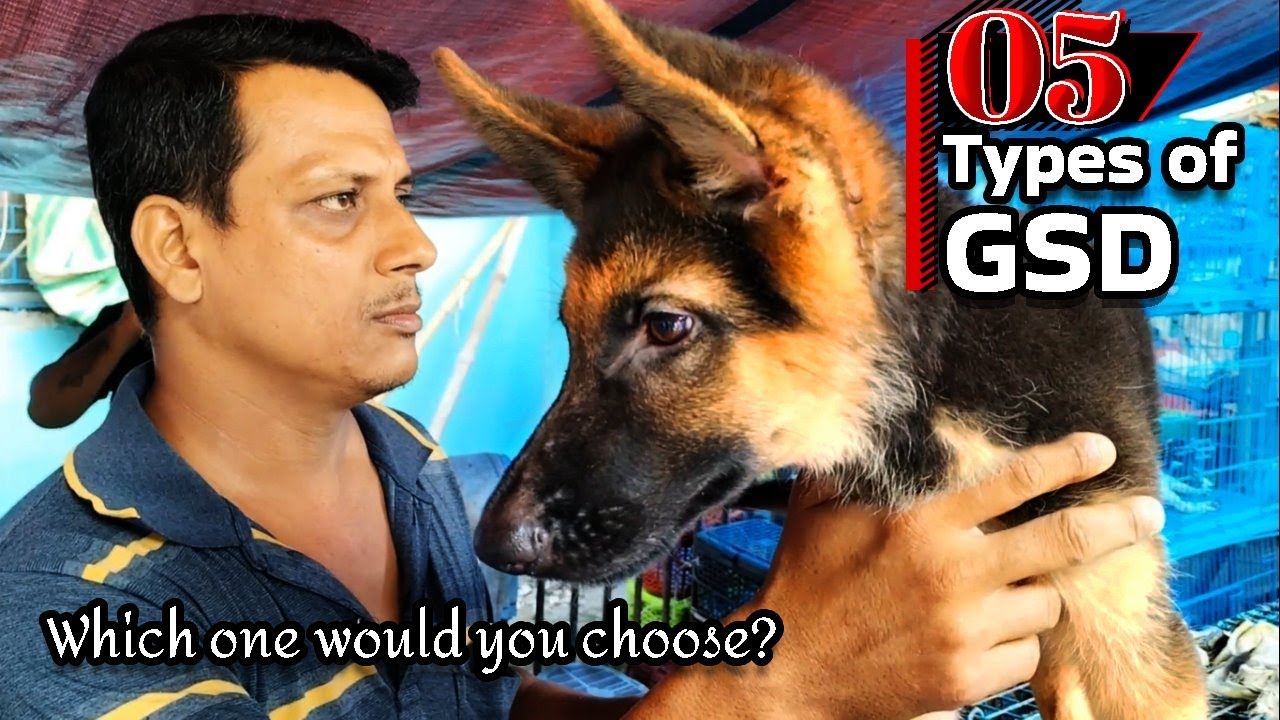 German Shepherd Everything You Need to Know | Gallif Street Pet Market ...