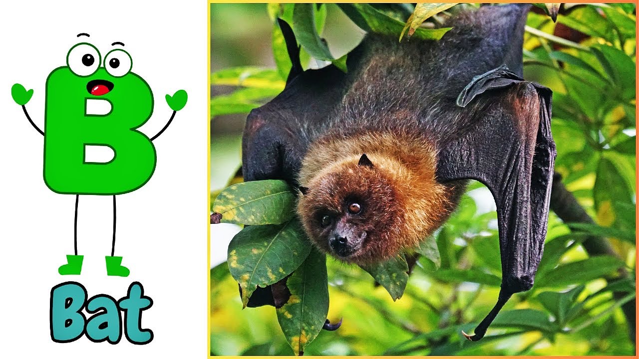 ABC Animals (Mammals) Song | Real Animals Song | Learn English ...