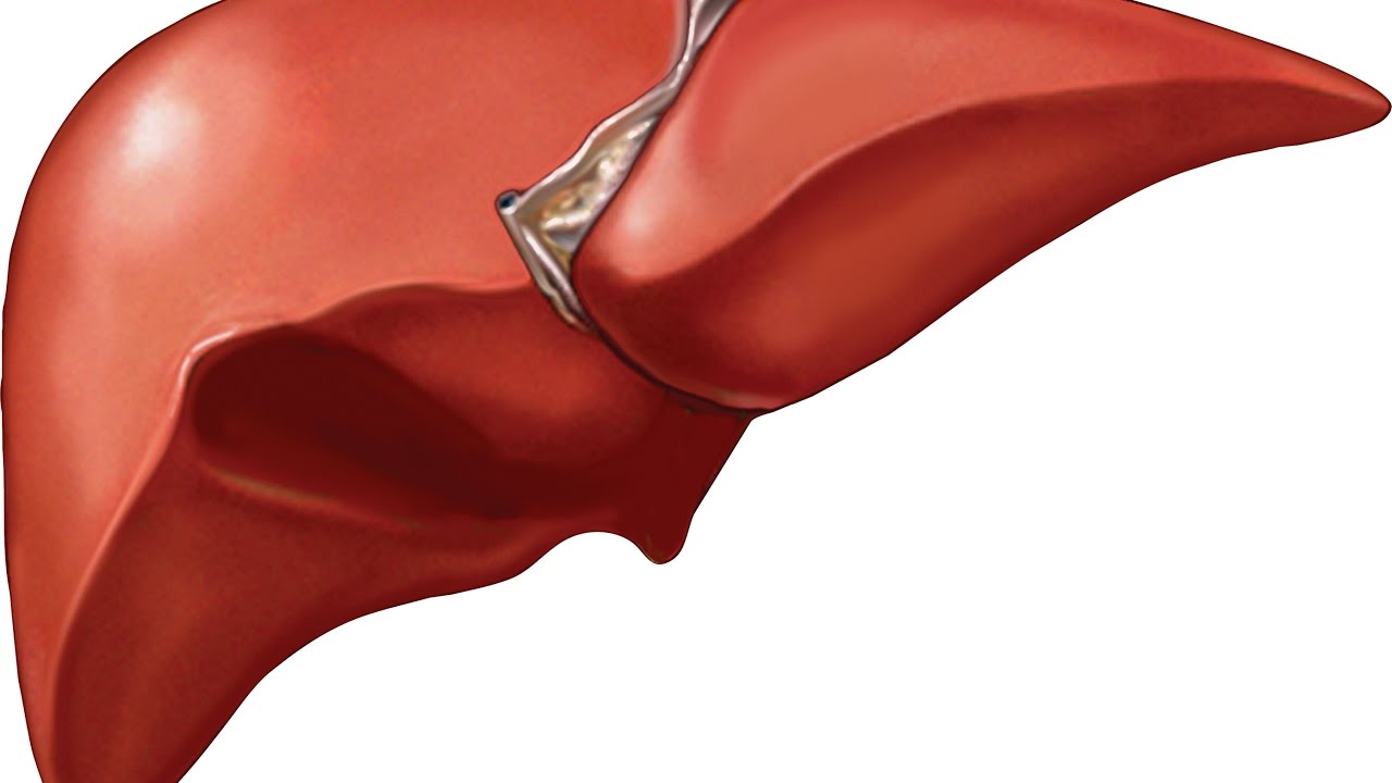 The development of the artificial liver exciting - YouTube