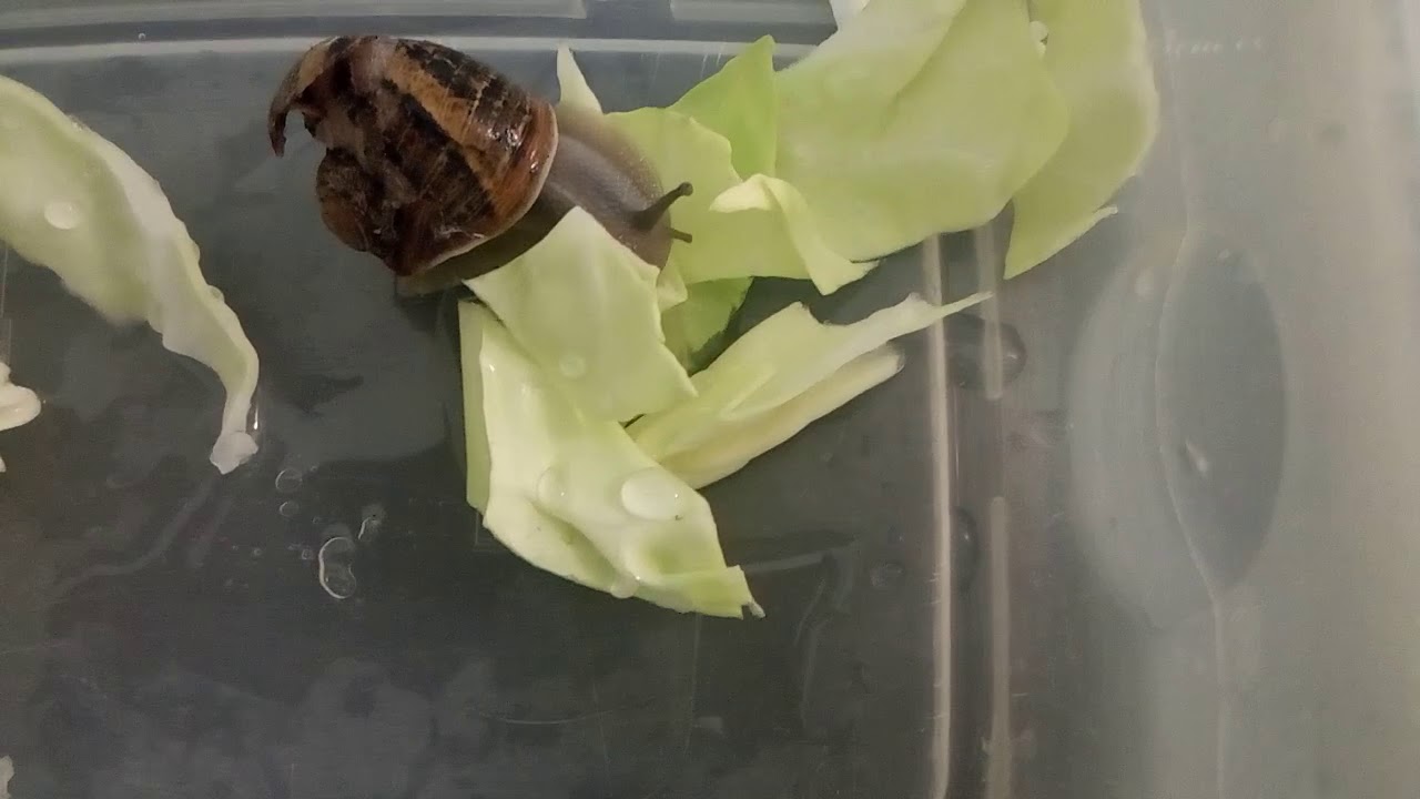 An injured snail enjoying his cabbage meal - YouTube
