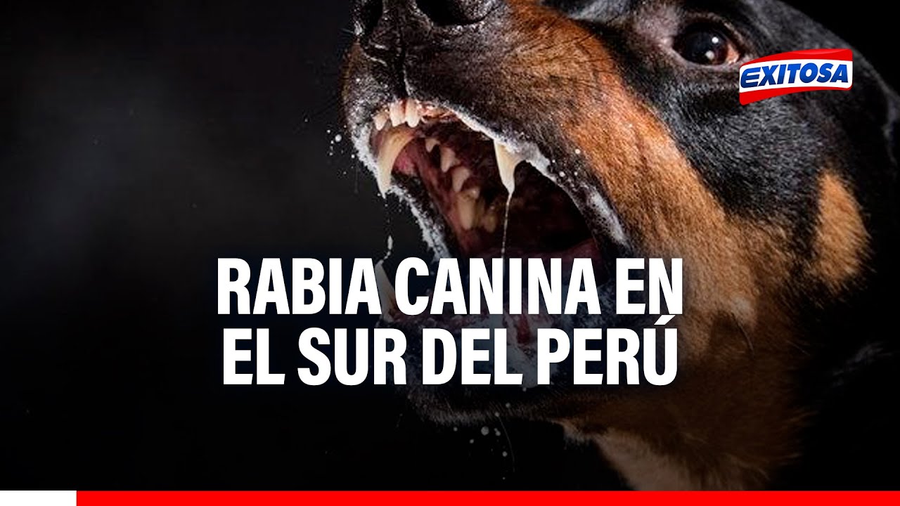 🔴🔵INS advierte fase endémica de la rabia canina en el sur ...