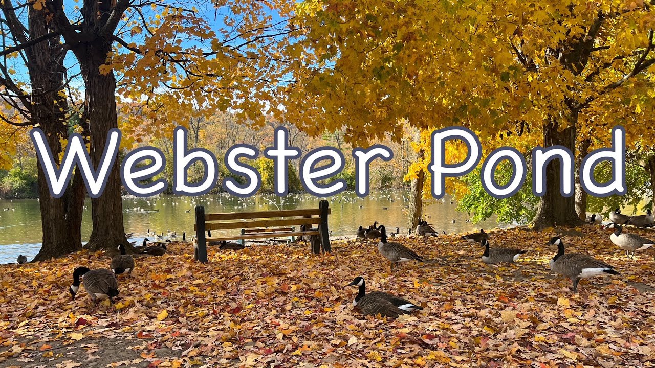 A beautiful fall Sunday at Webster Pond Nature Reserve in the heart of ...