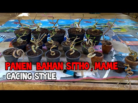 panen bahan sitho, mame cacing style